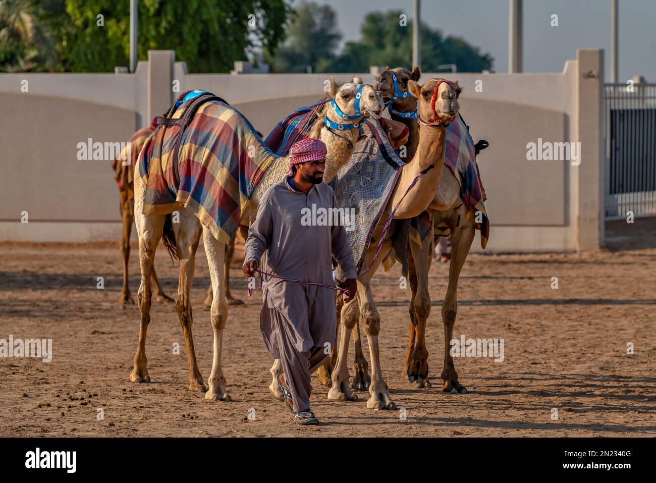 Uae races hi-res stock photography and images - Alamy