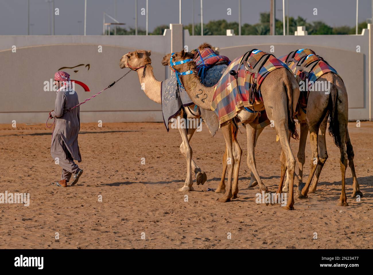 Camel races hi-res stock photography and images - Alamy