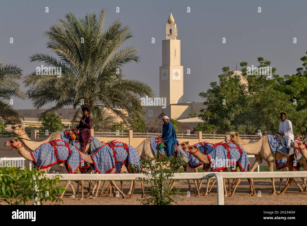 Camel running fast hi-res stock photography and images - Alamy