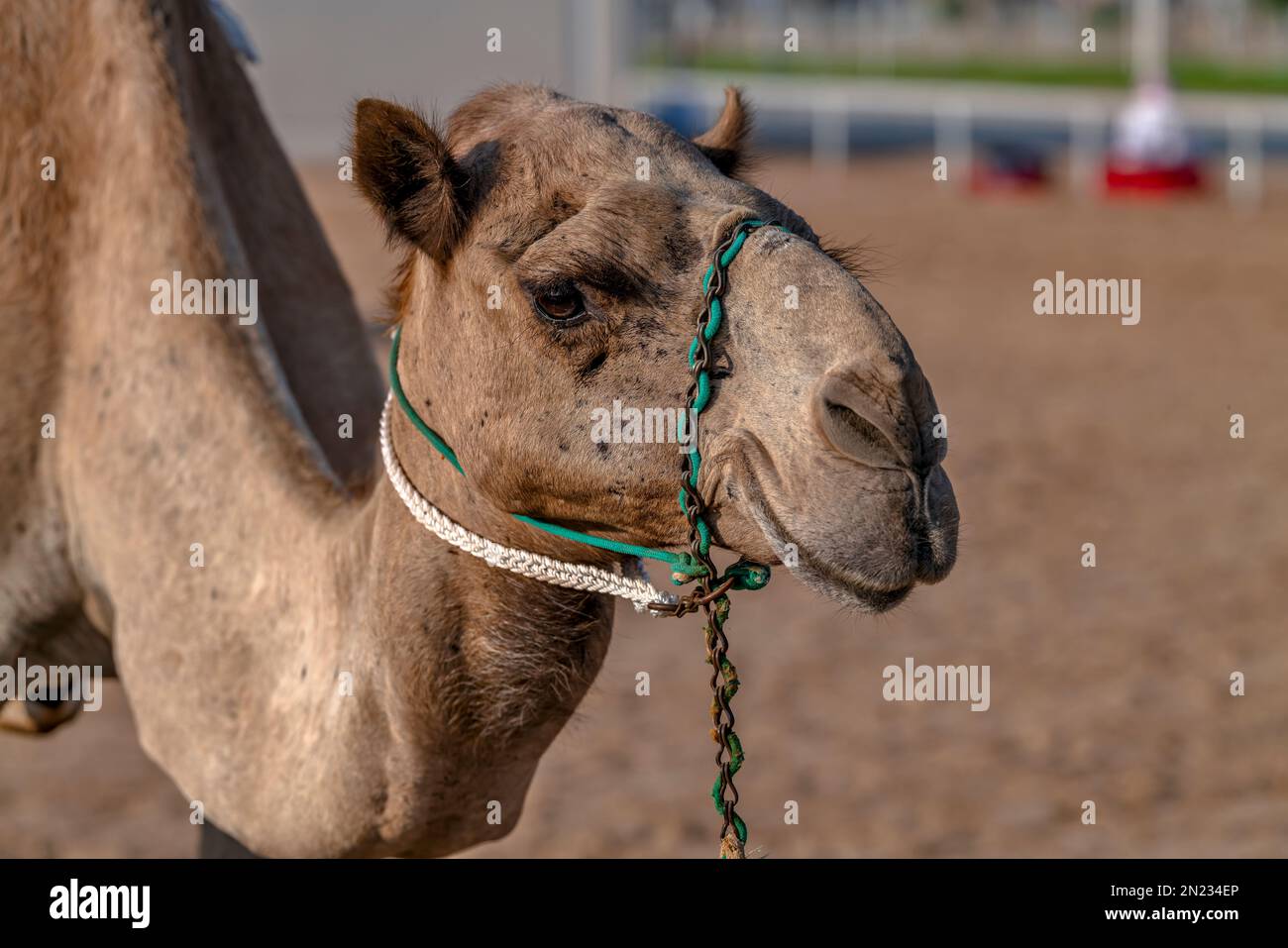 Camel sand track hi-res stock photography and images - Alamy