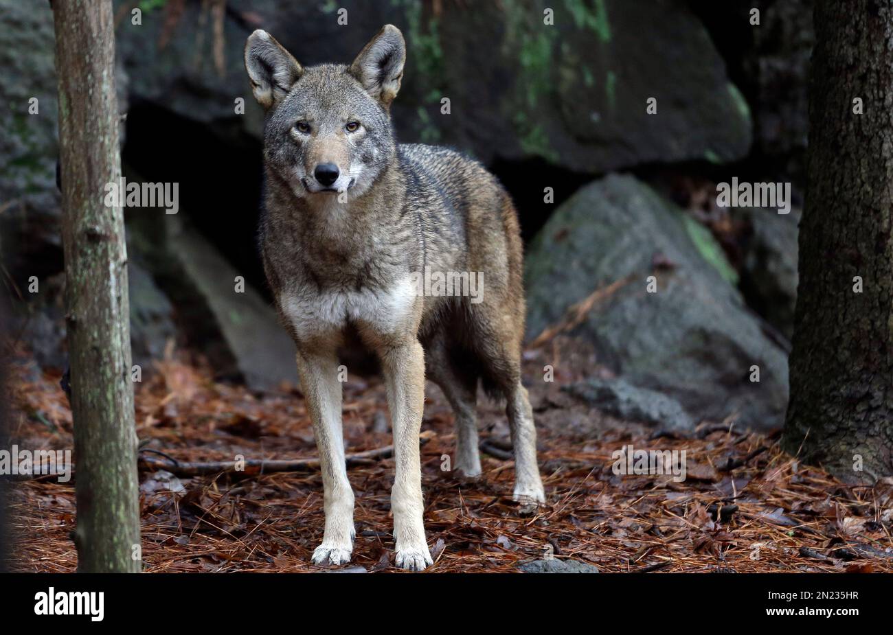 FILE - In this Jan. 13, 2015 file photo, a female red wolf is shown in ...
