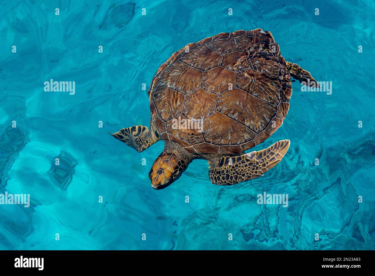 Turtle cyprus hi-res stock photography and images - Alamy