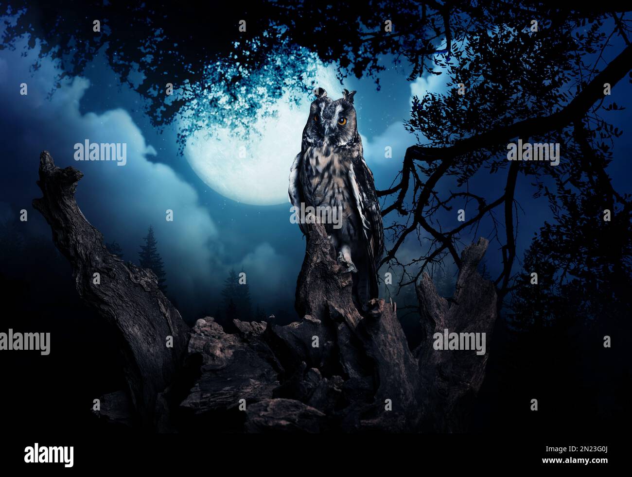 Owl in dark forest under full moon at night Stock Photo - Alamy