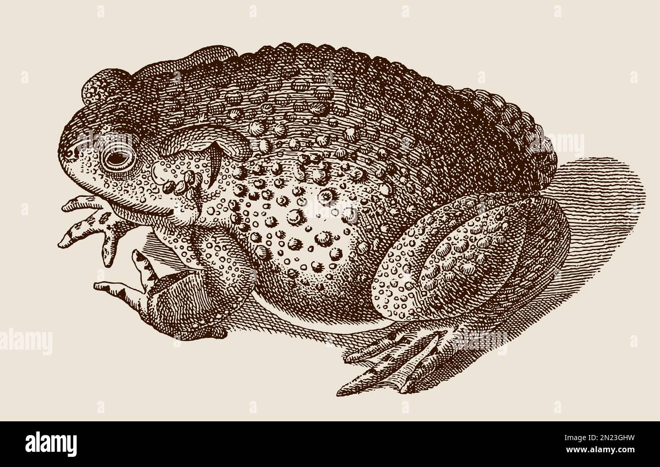 Common toad bufo in top view sitting on the ground, after antique ...