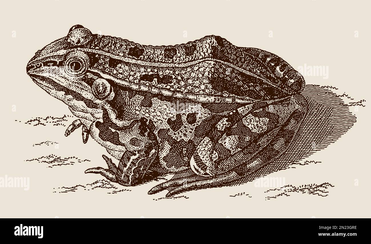 Edible frog pelophylax esculentus sitting on the ground, after antique ...