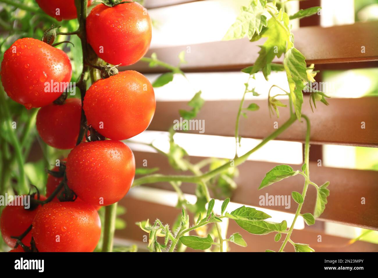 Tomato plant with ripe fruits near window, closeup Stock Photo - Alamy
