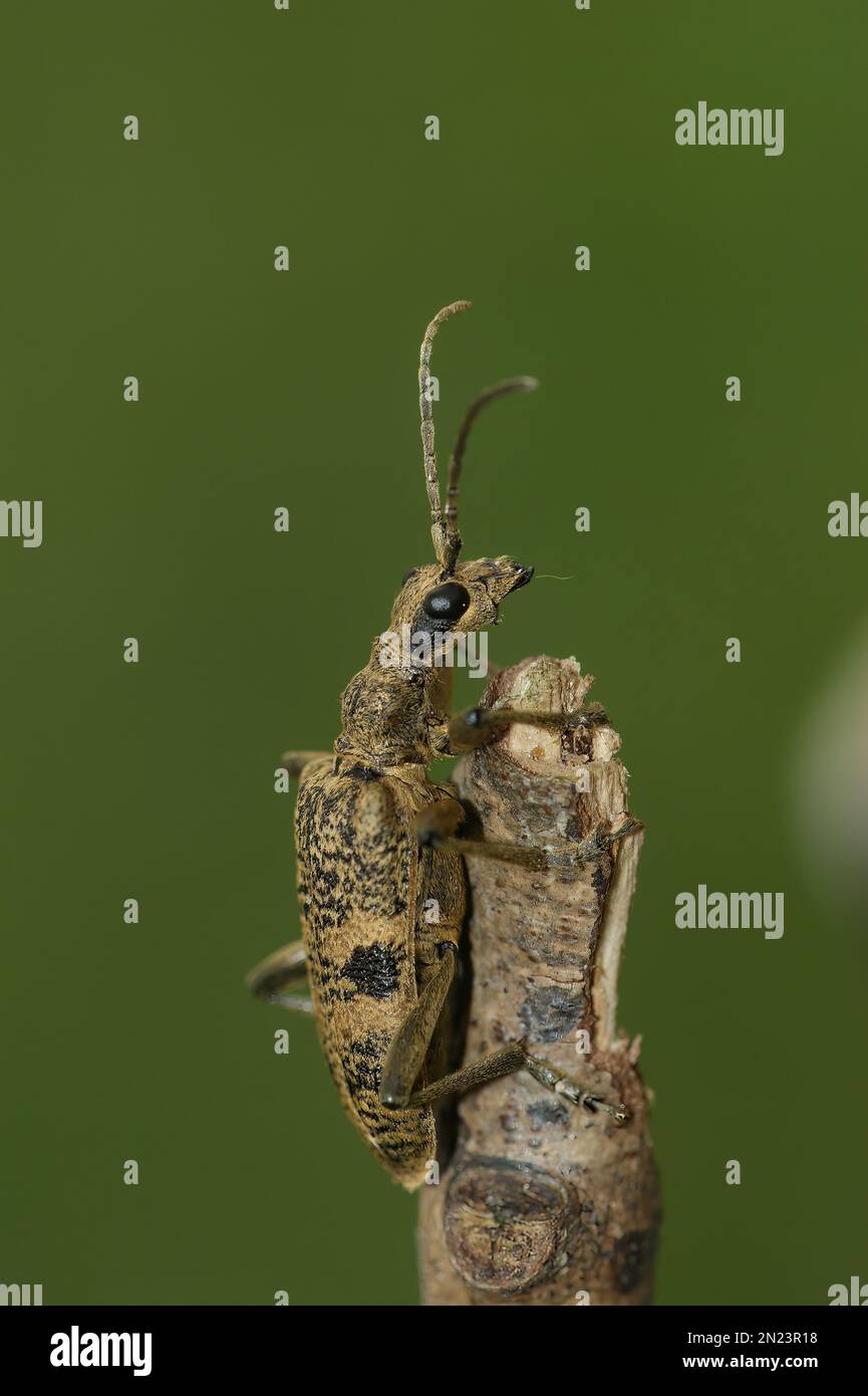 Detailed closeup on a the large European black-spotted longhorn beetle ...