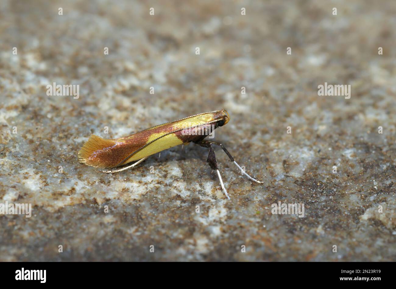 Detailed closeup on a tiny colorful yellow-triangle slender moth ...