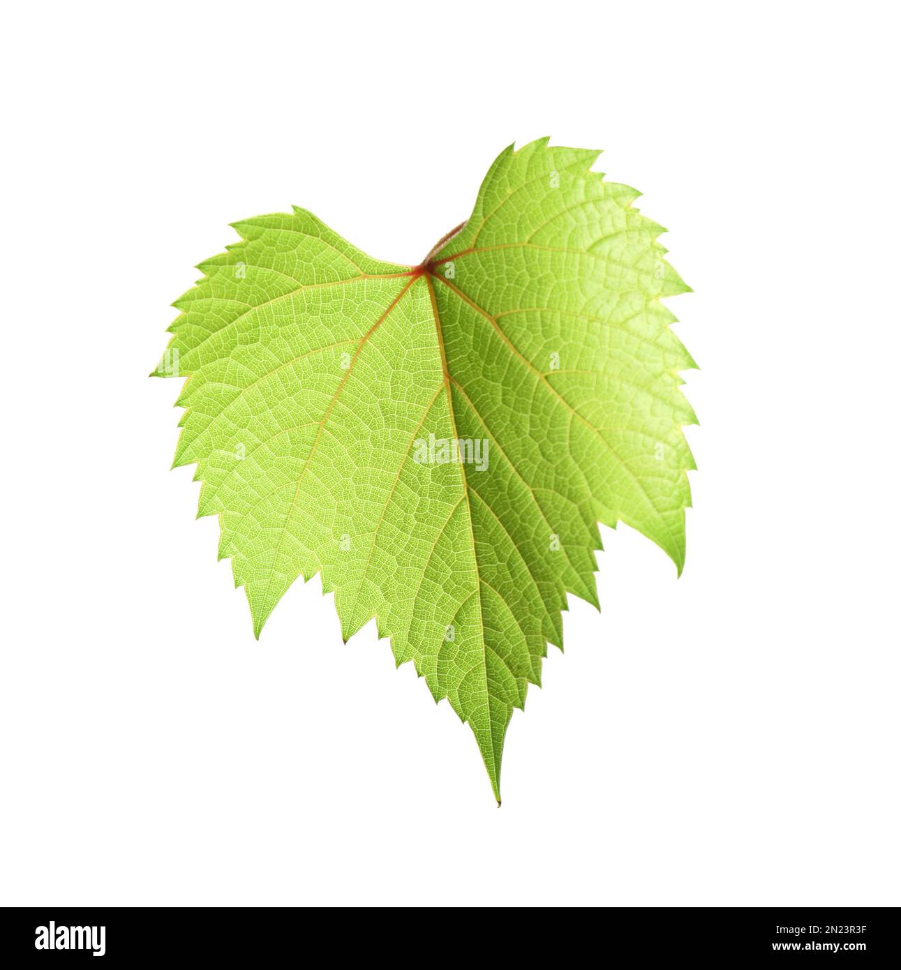 Fresh green grape leaf hi-res stock photography and images - Alamy