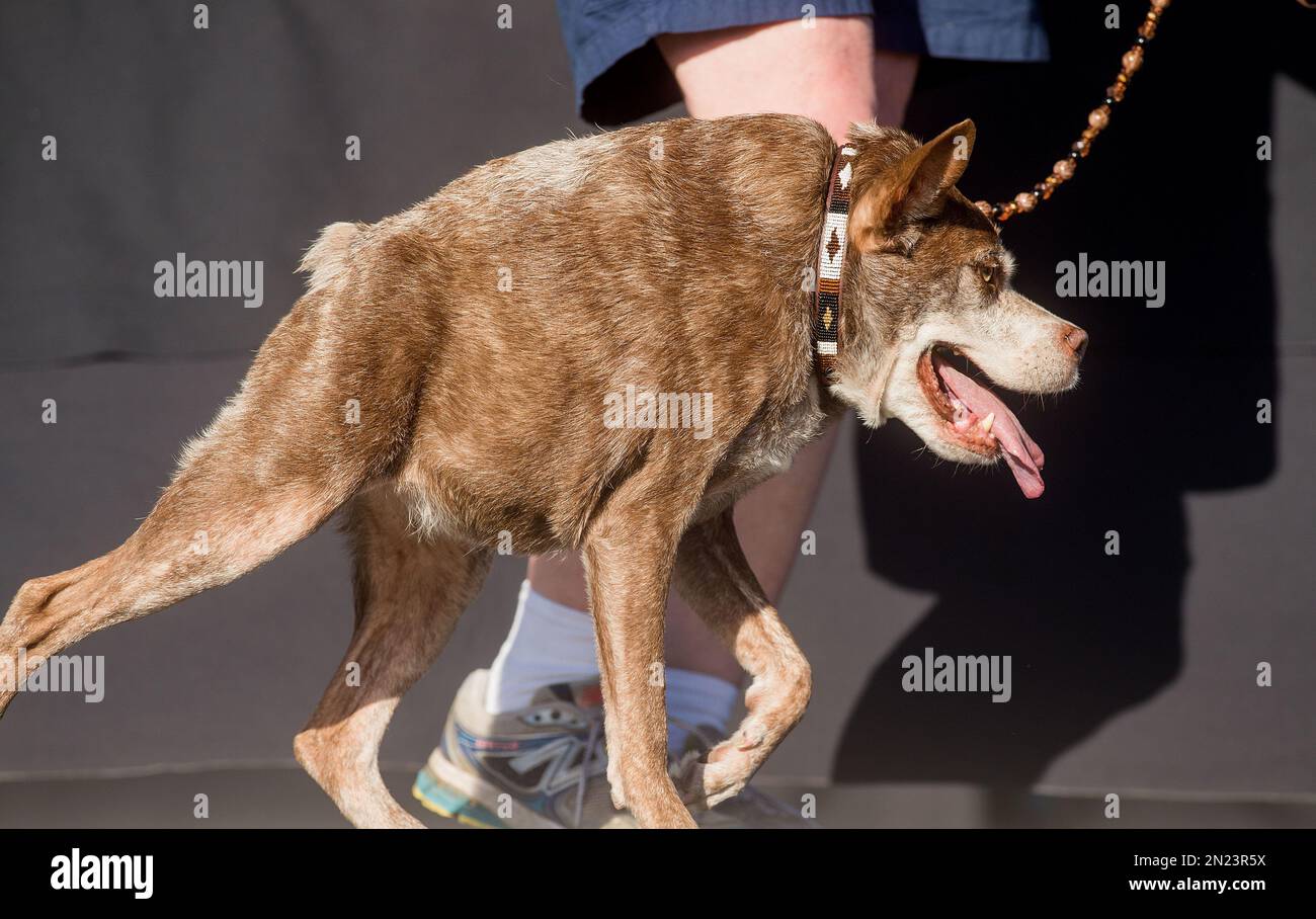 Quasi Modo wins top honors in the World's Ugliest Dog Contest at the ...