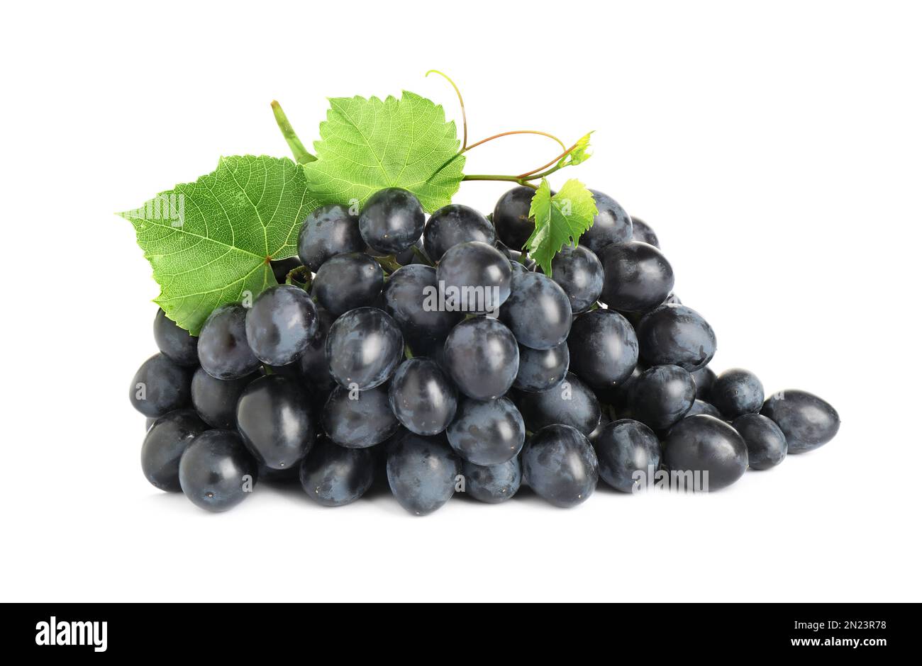 Bunch of fresh ripe juicy dark blue grapes with leaves isolated on ...