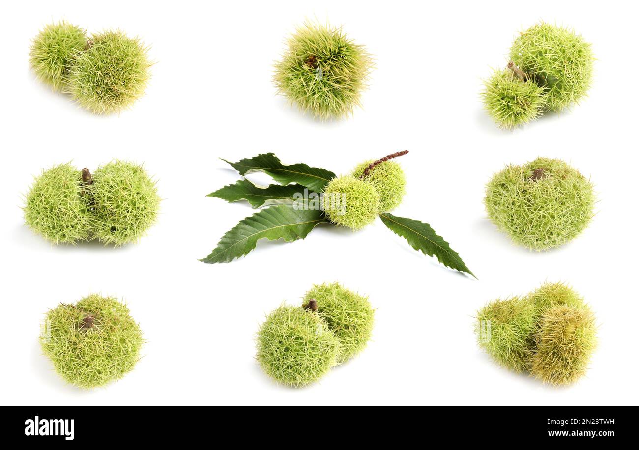 Set of sweet edible chestnuts on white background Stock Photo - Alamy