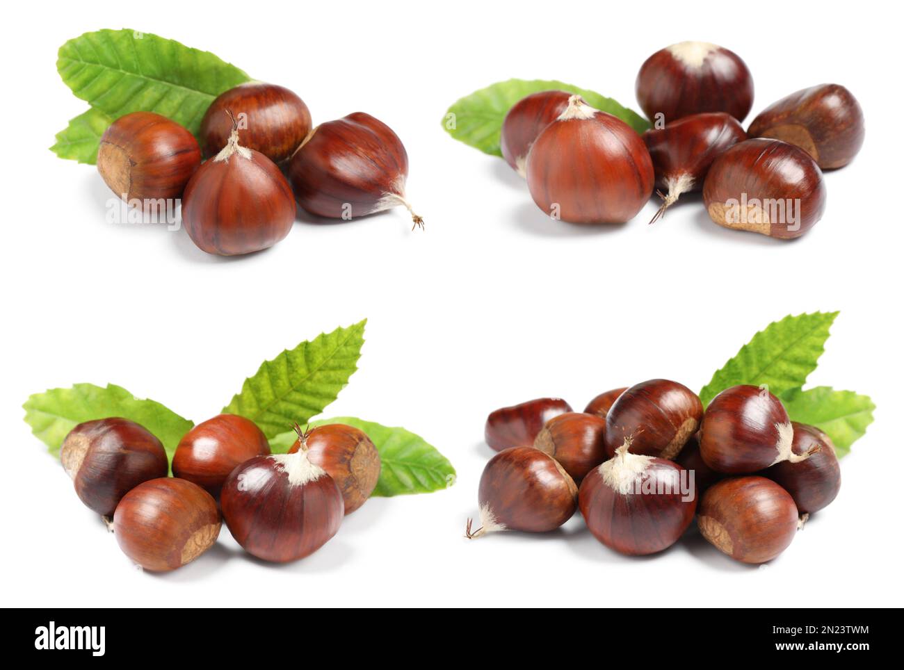 Set of sweet edible chestnuts with green leaves on white background ...