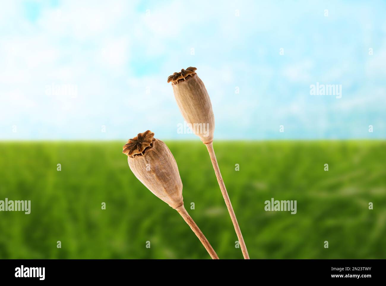 Dry poppy heads with seeds in field, closeup Stock Photo - Alamy