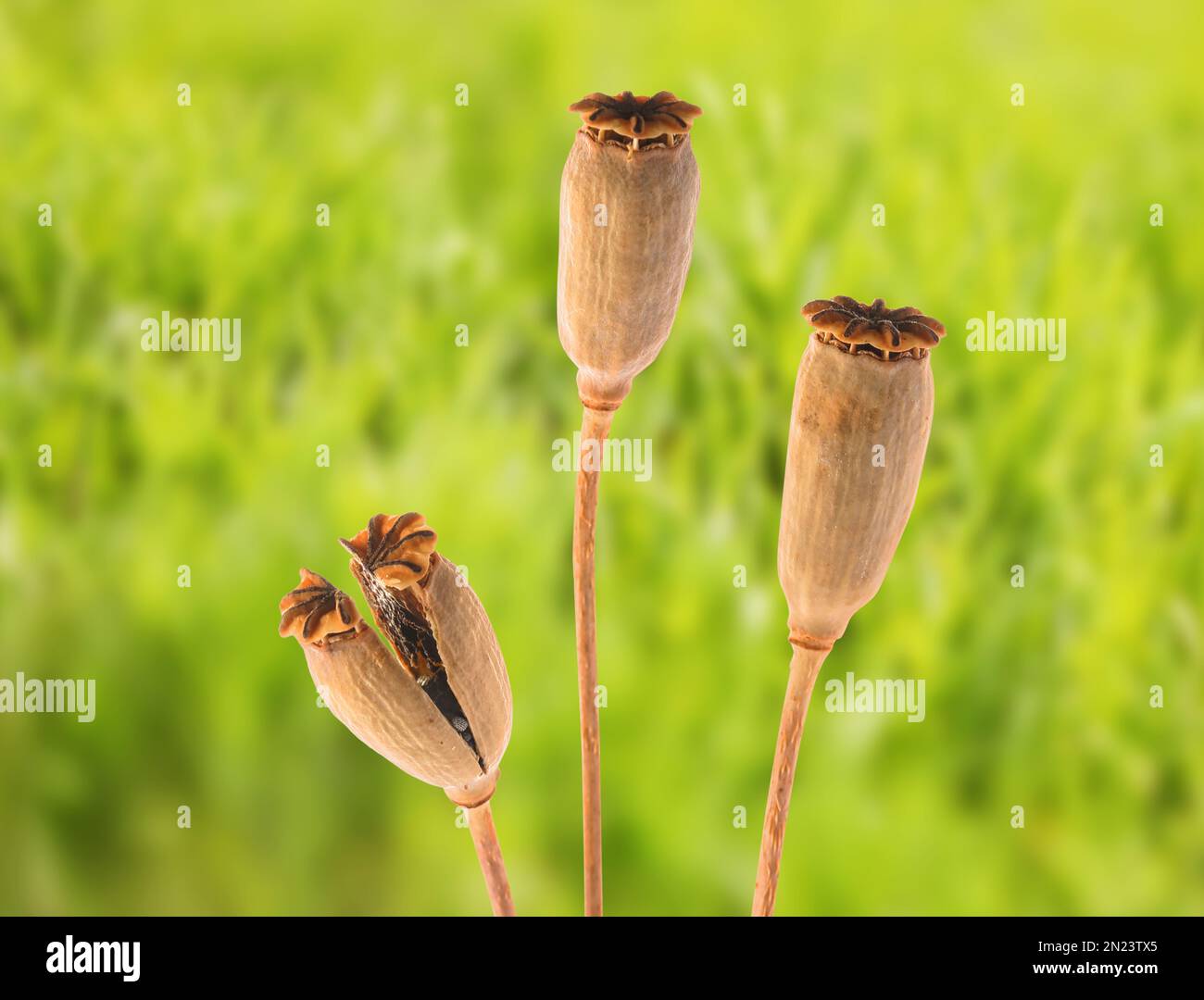 Closeup poppy heads seeds hi-res stock photography and images - Alamy