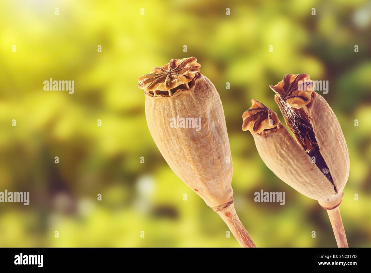 Dry poppy heads with seeds on blurred background, closeup Stock Photo ...
