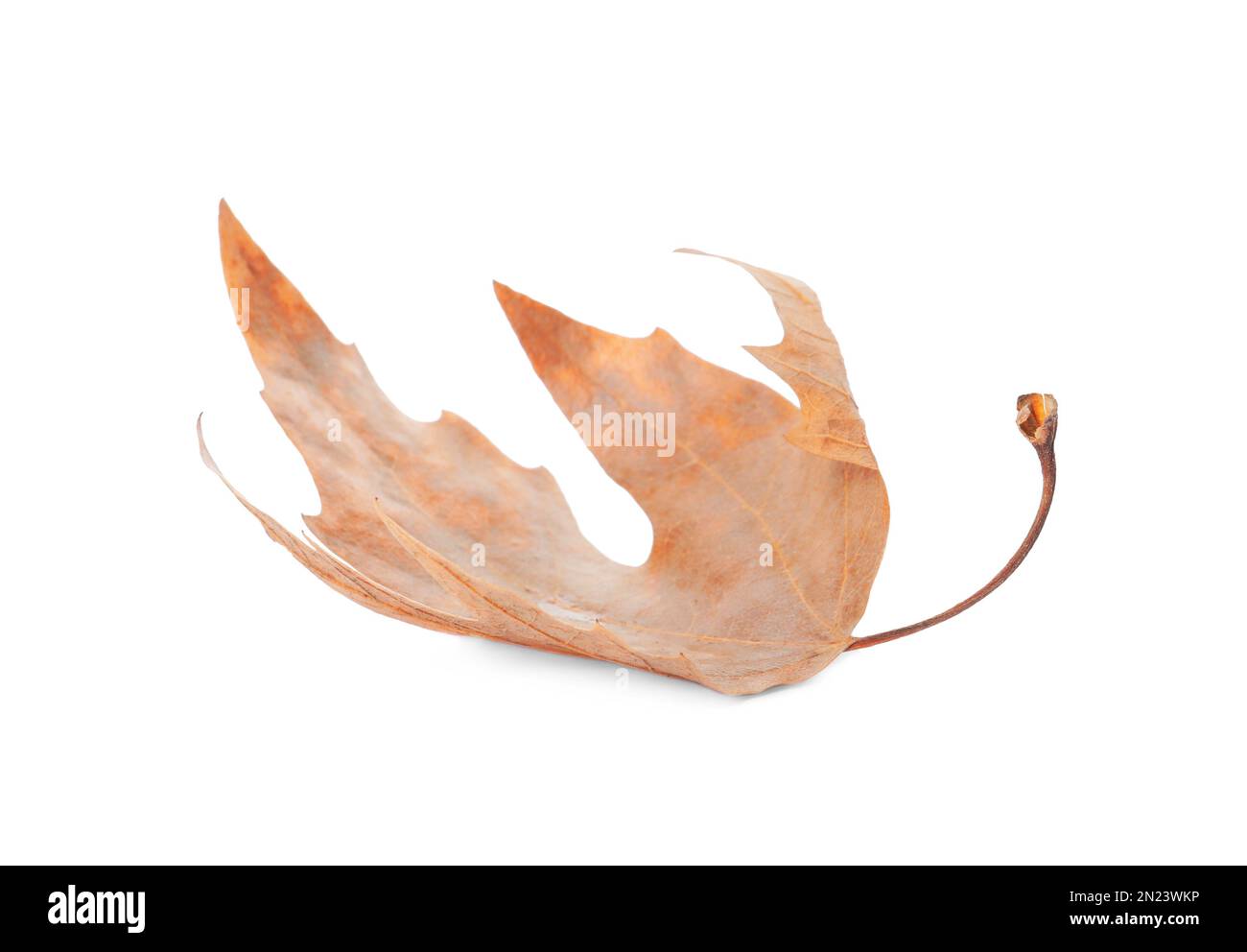 Dry leaf isolated on Cut Out Stock Images & Pictures - Alamy