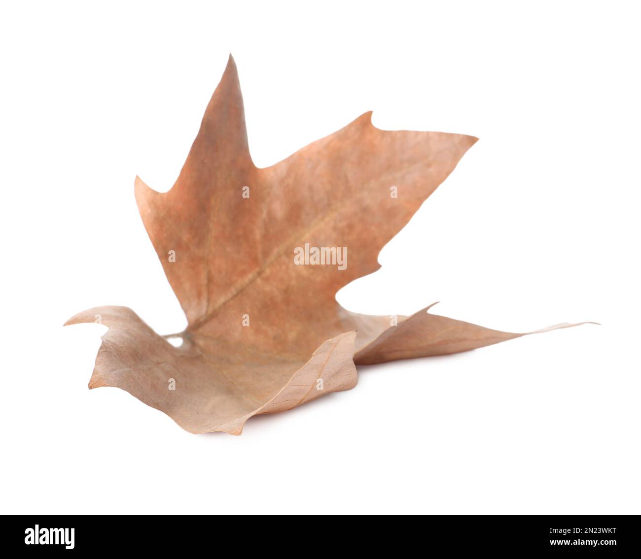 Dry leaf isolated on Cut Out Stock Images & Pictures - Alamy