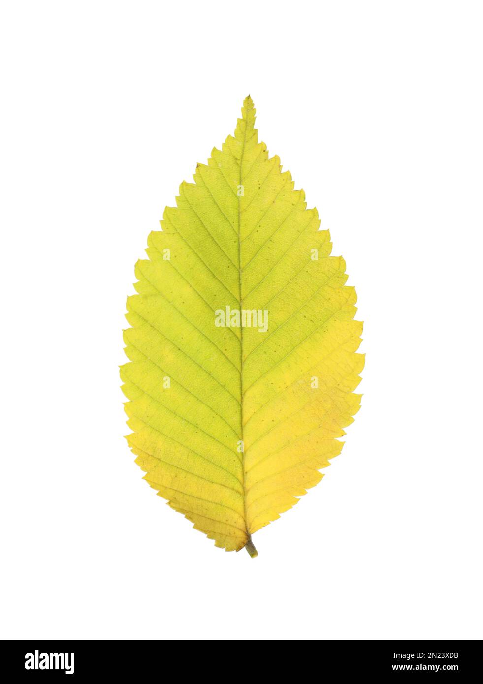 Elm tree isolated hi-res stock photography and images - Alamy