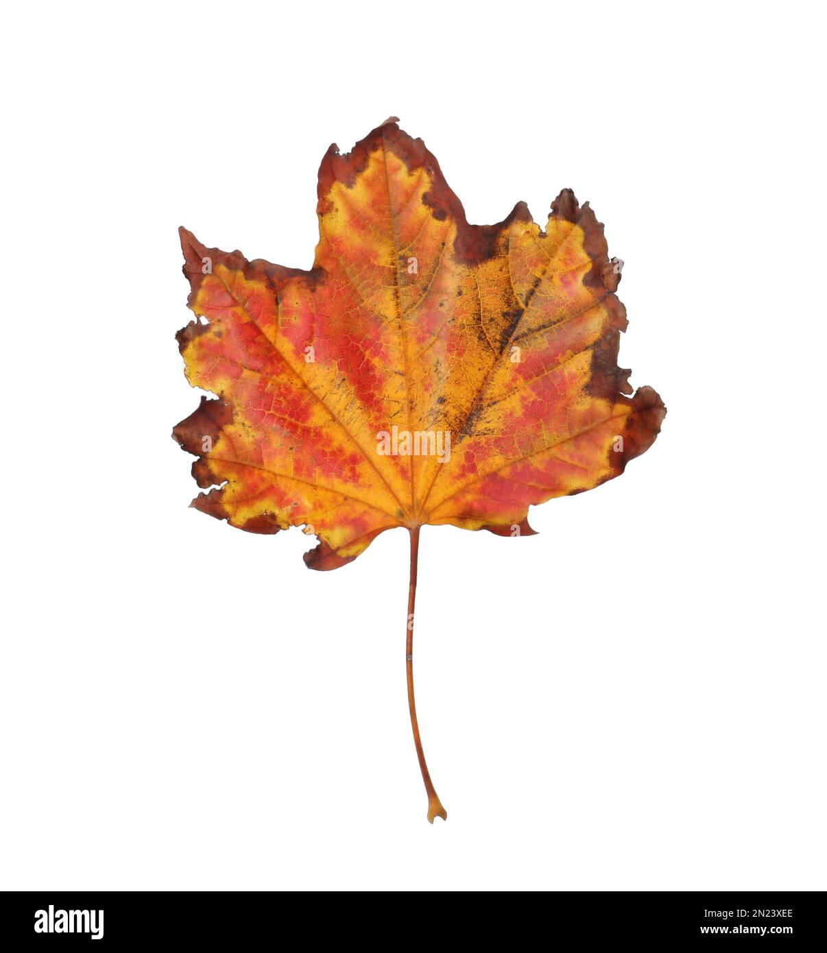 Dry leaf of maple tree isolated on white. Autumn season Stock Photo - Alamy