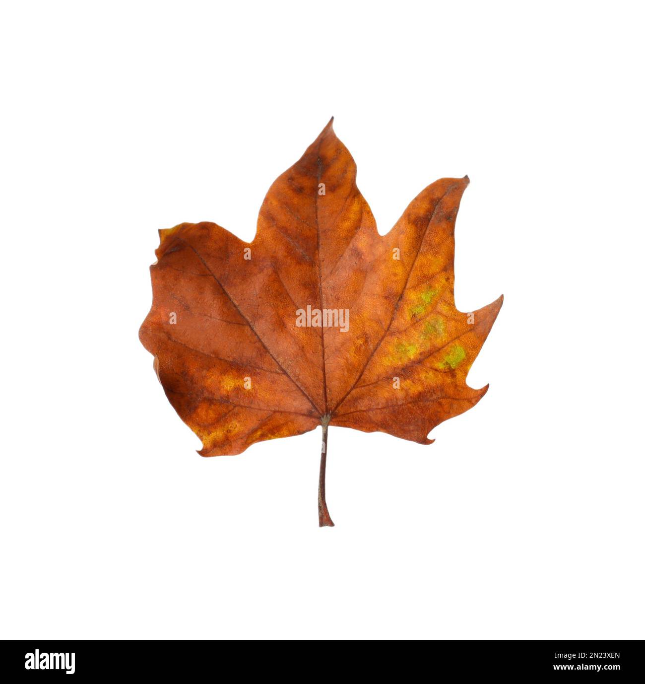 Dry leaf of maple tree isolated on white. Autumn season Stock Photo - Alamy