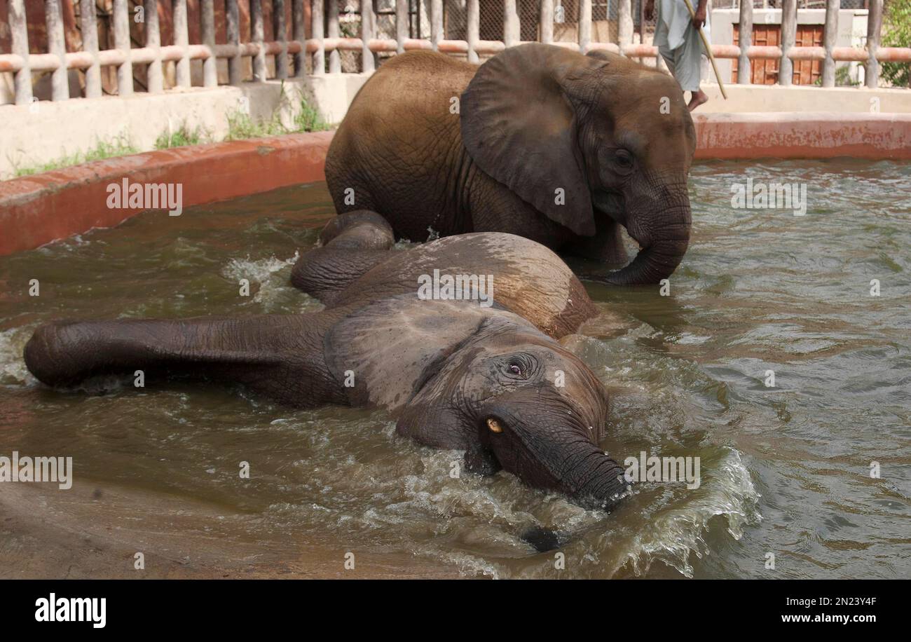 Elephants cool off during the hot weather, in the zoo, in Karachi ...