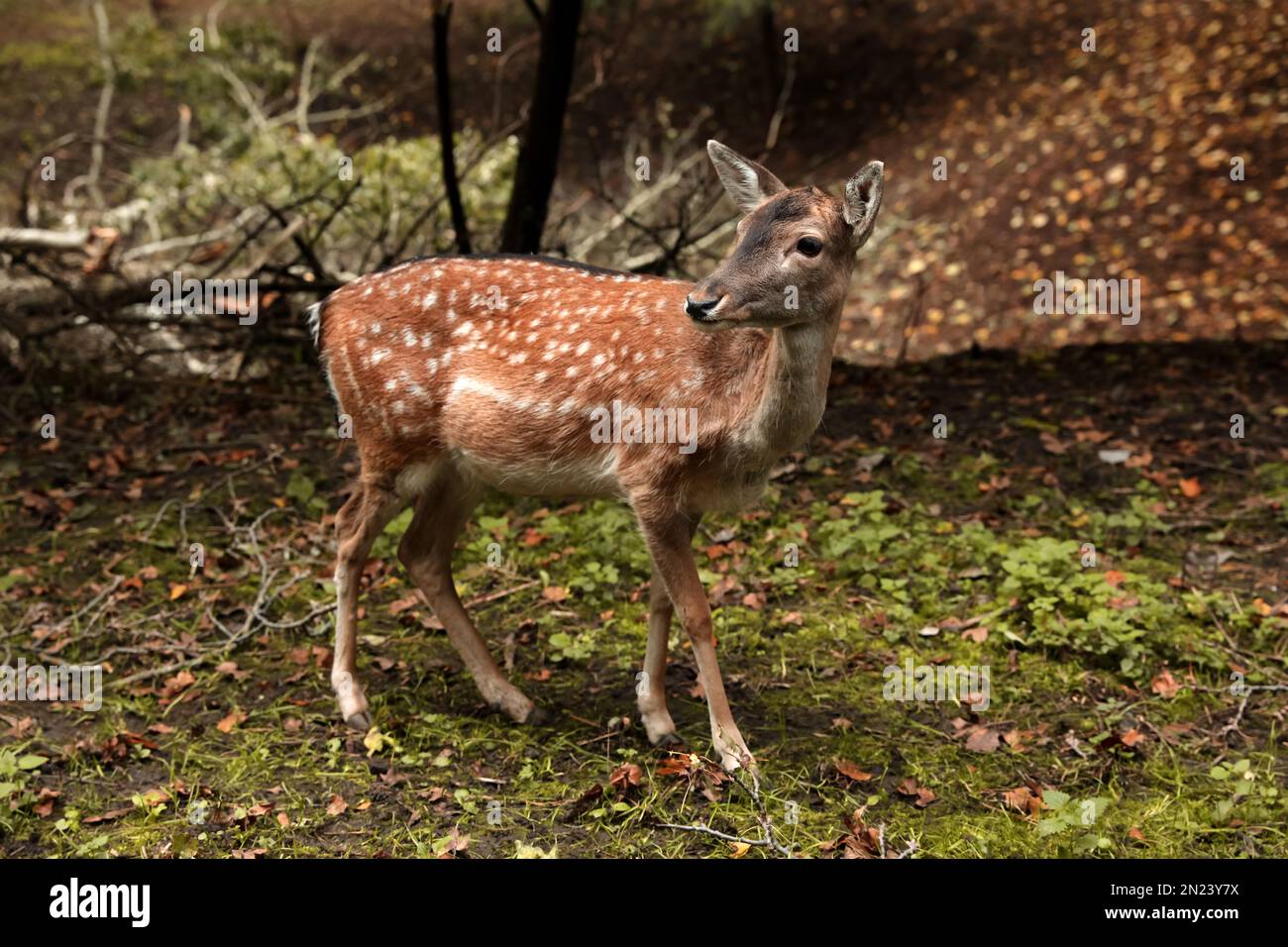 Doe in forest hi-res stock photography and images - Alamy