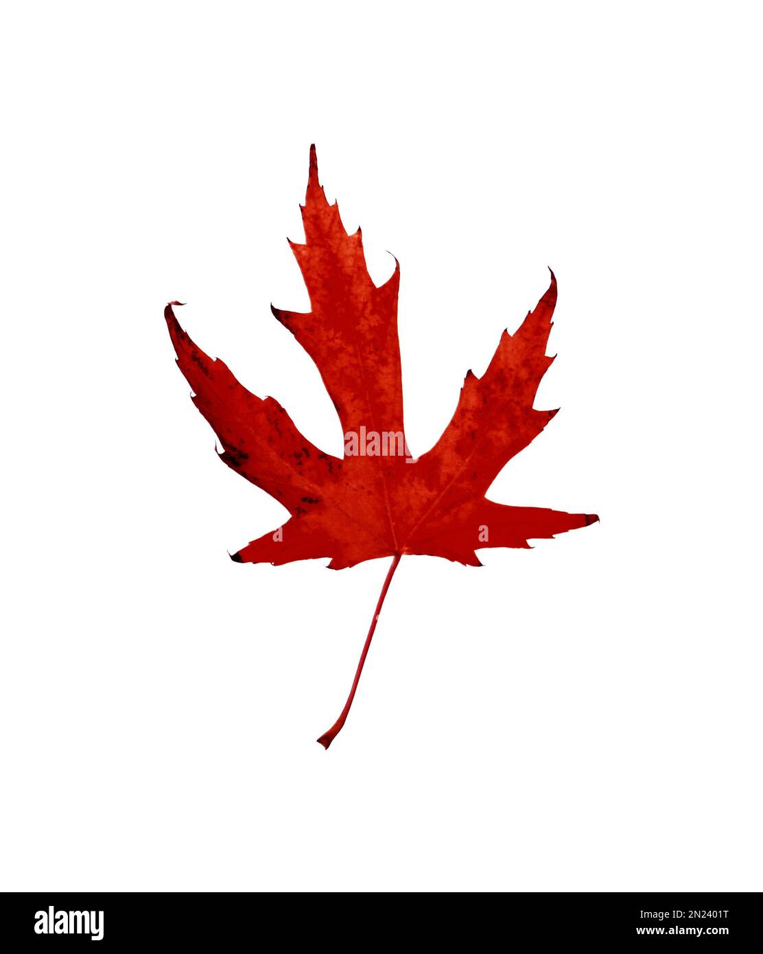 Beautiful red maple leaf hi-res stock photography and images - Alamy