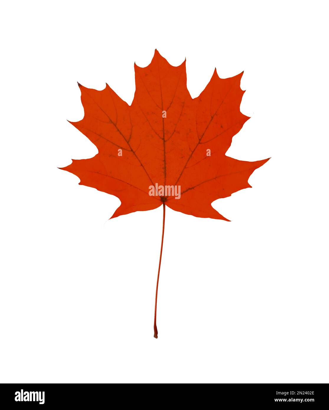 Beautiful red maple leaf hi-res stock photography and images - Alamy