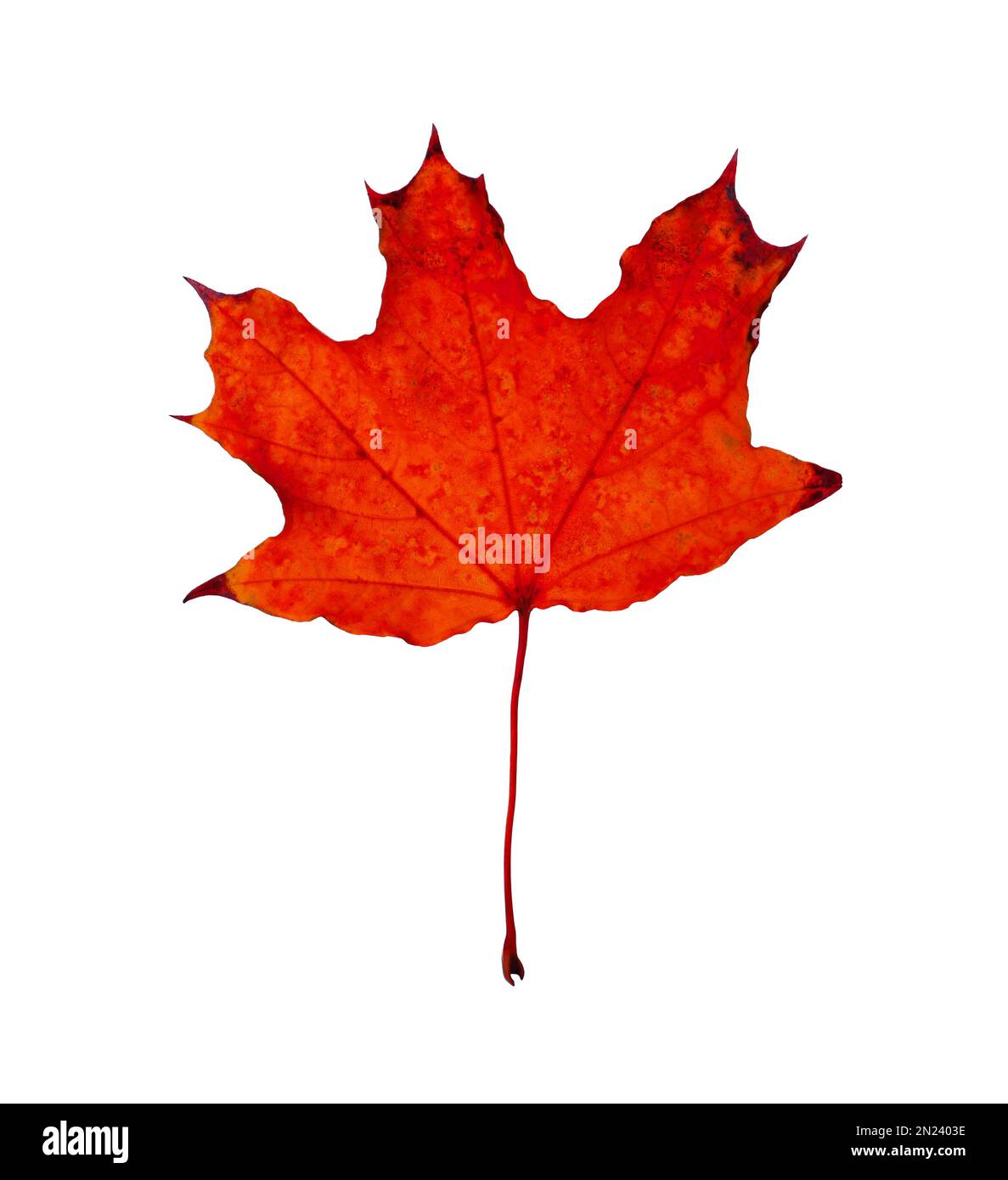 Beautiful red maple leaf hi-res stock photography and images - Alamy
