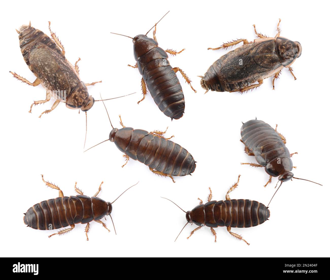 Many cockroaches on white background, top view. Pest control Stock ...