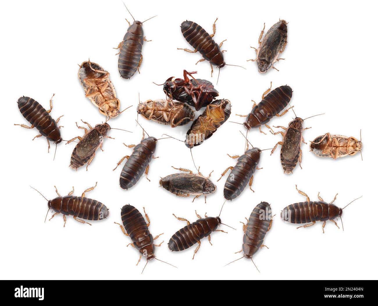 Many cockroaches on white background, top view. Pest control Stock ...