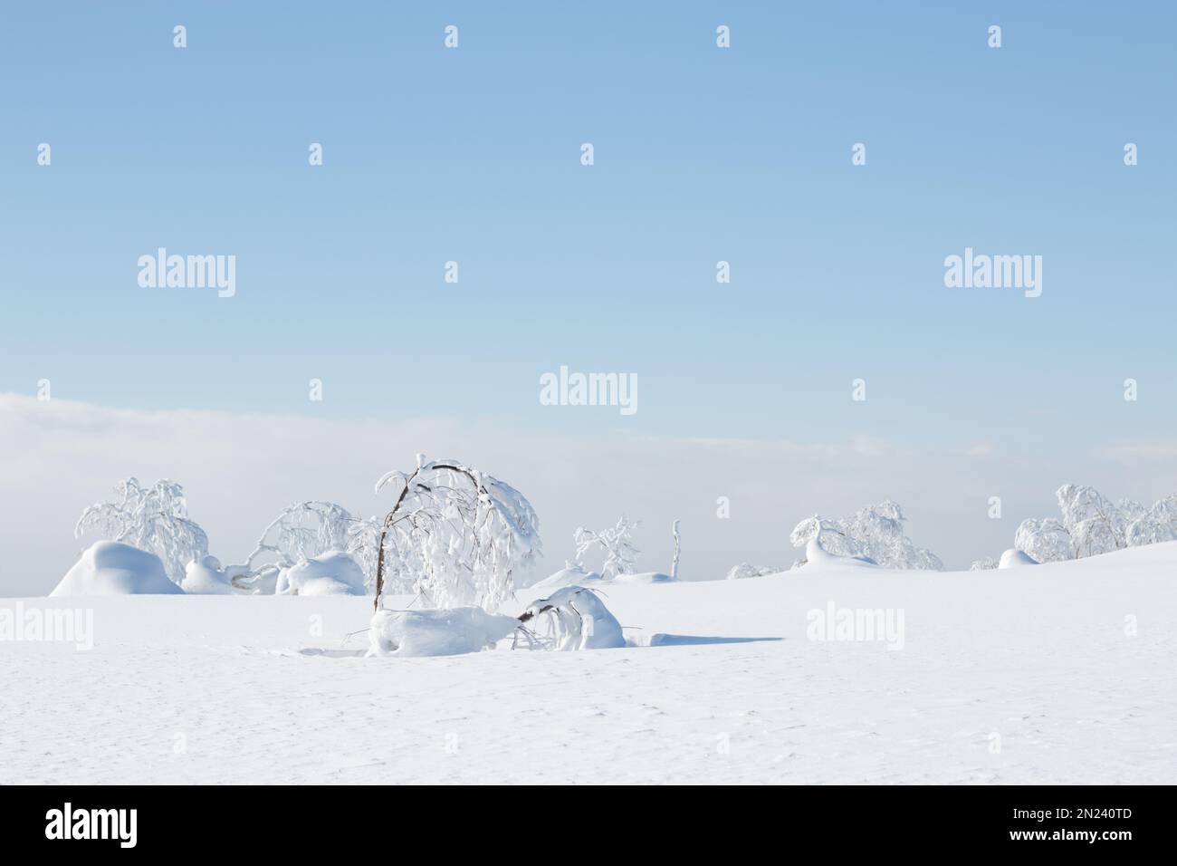 Trees at the summit hi-res stock photography and images - Alamy