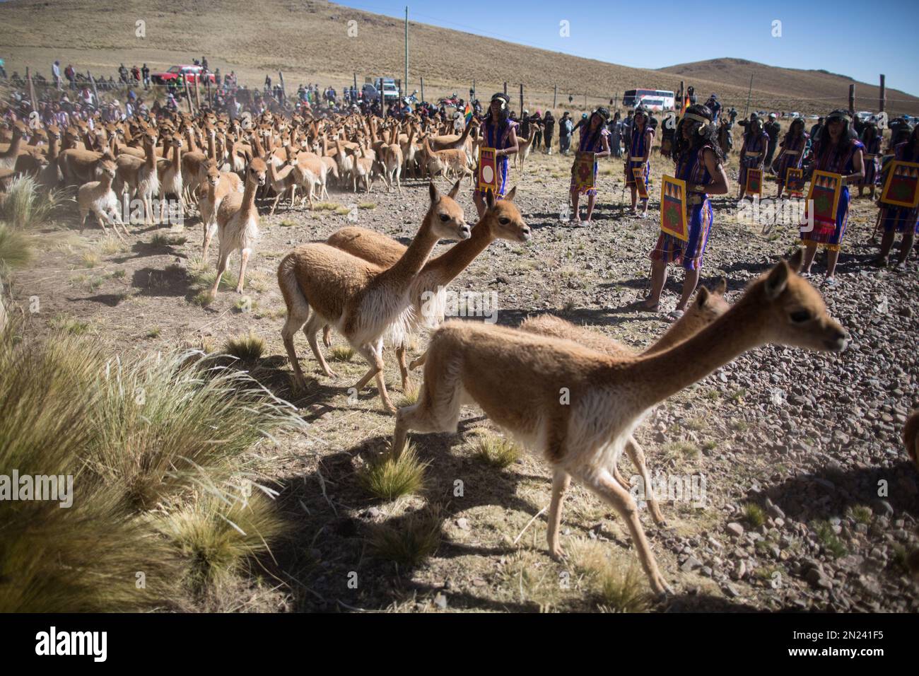 Vicunas are herded into a catch pen as men dressed as Inca servants ...