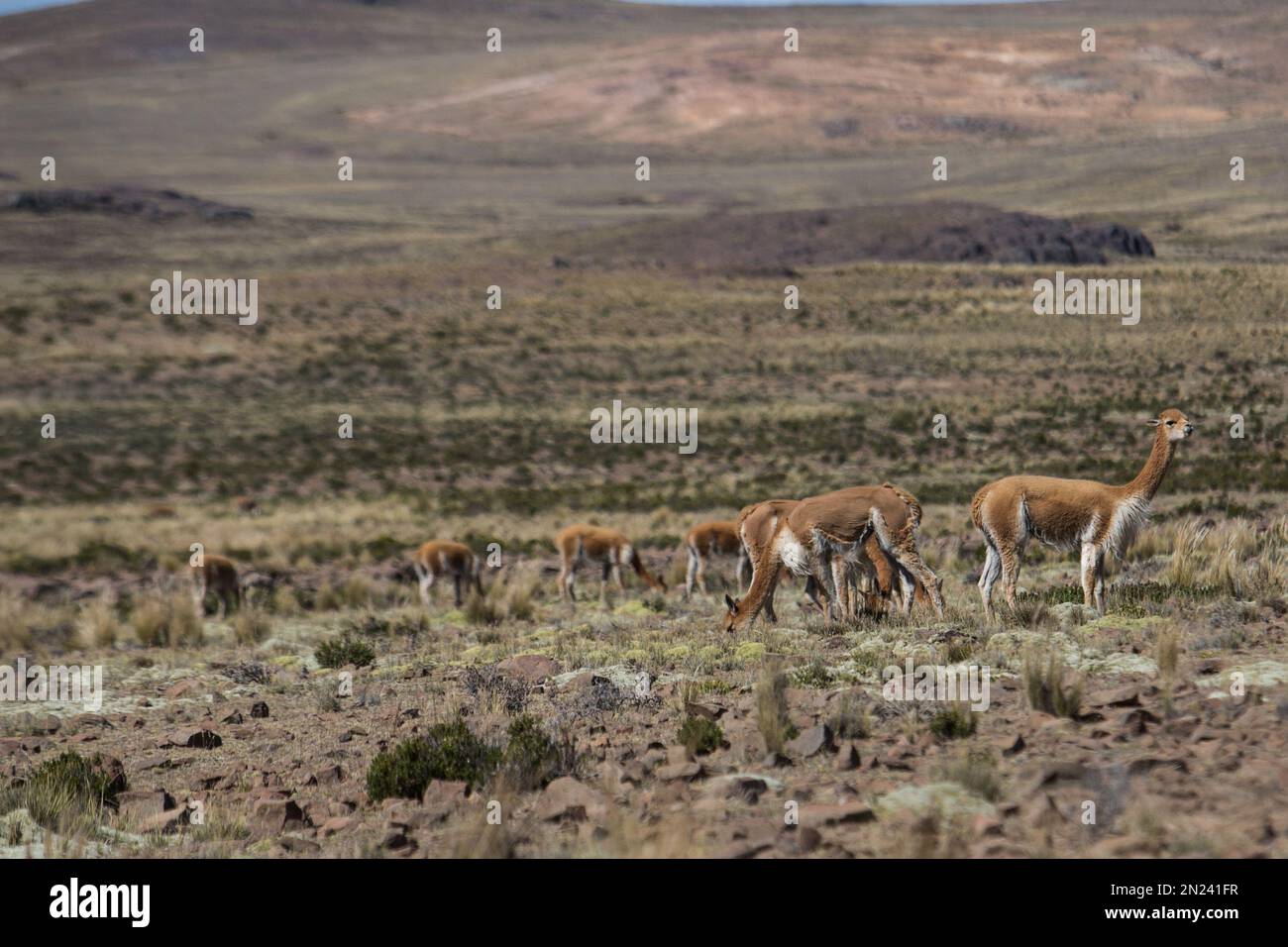 Two freshly sheared vicunas feed on grass in the Andean plains of the ...