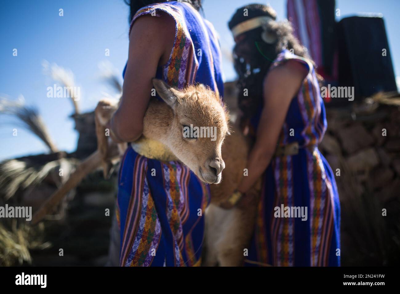 Two young men dressed as Inca servants carry a vicuna to be sheared ...