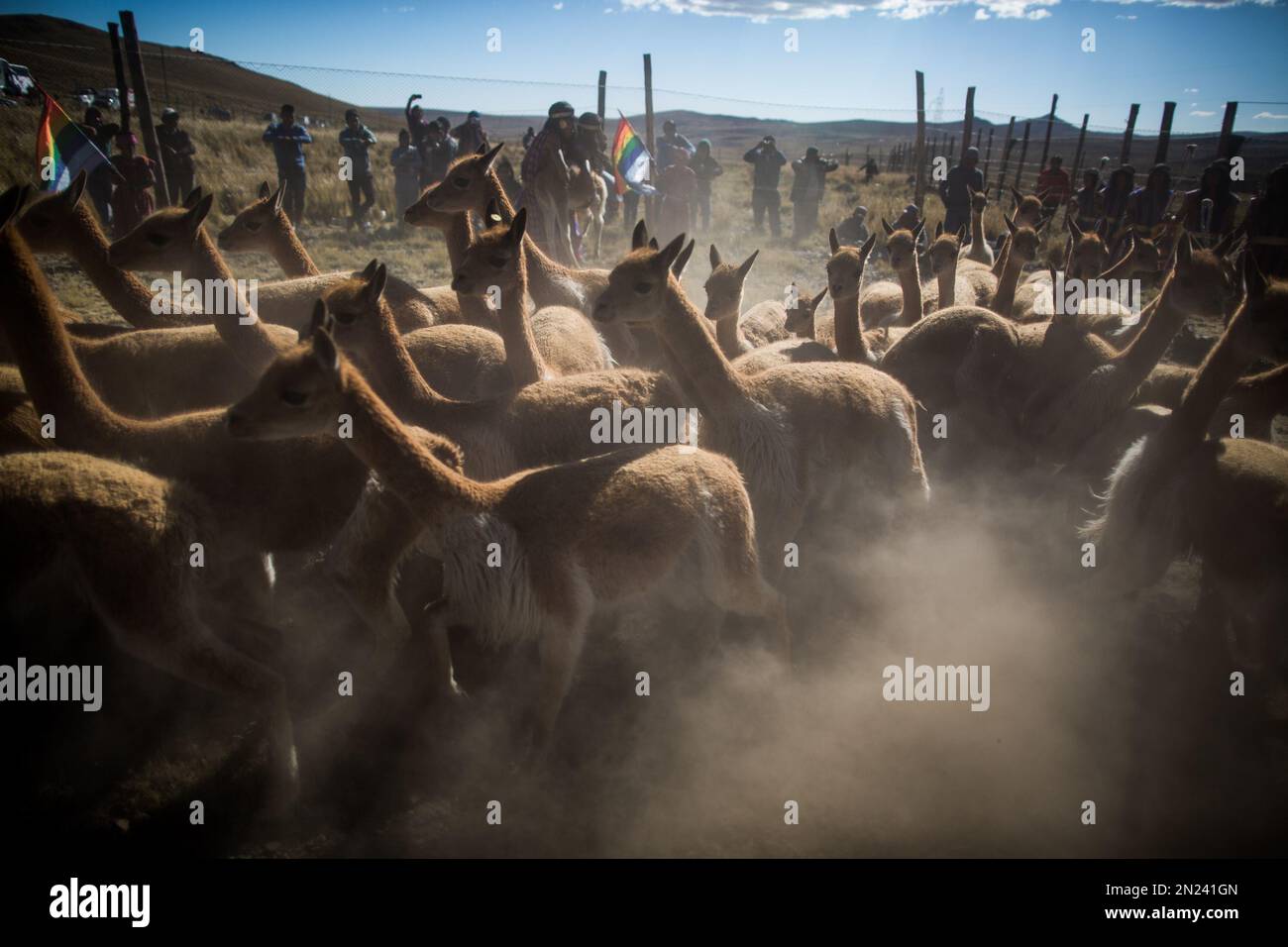 Vicunas are herded into a catch pen during the national "Chaccu," or ...