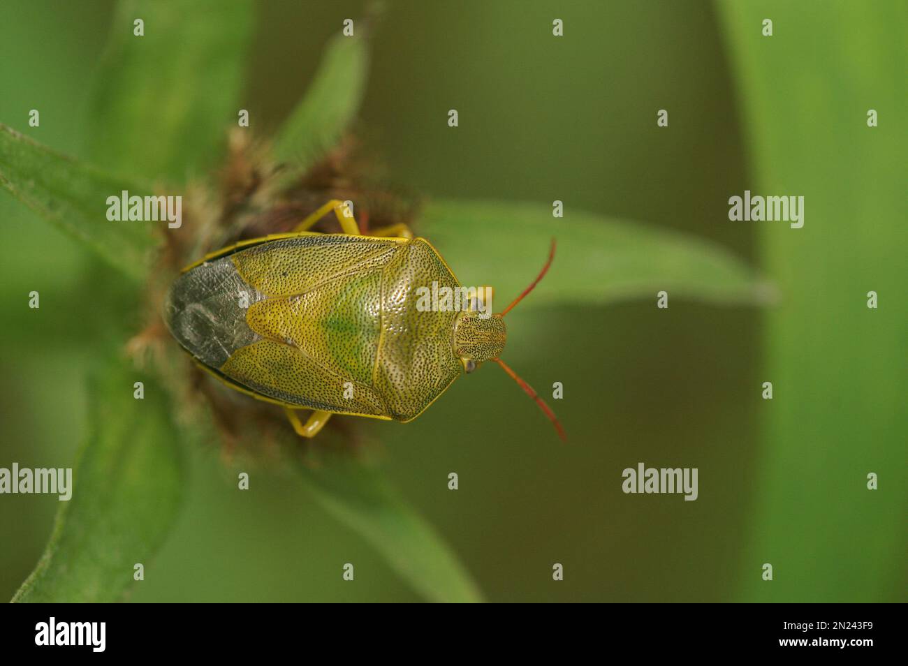 Detailed closeup on a colorful adult gorse shield bug,Piezodorus ...