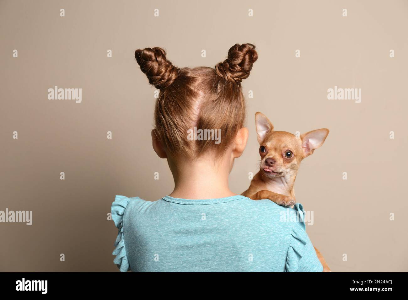 Little girl with her Chihuahua dog on grey background, back view ...