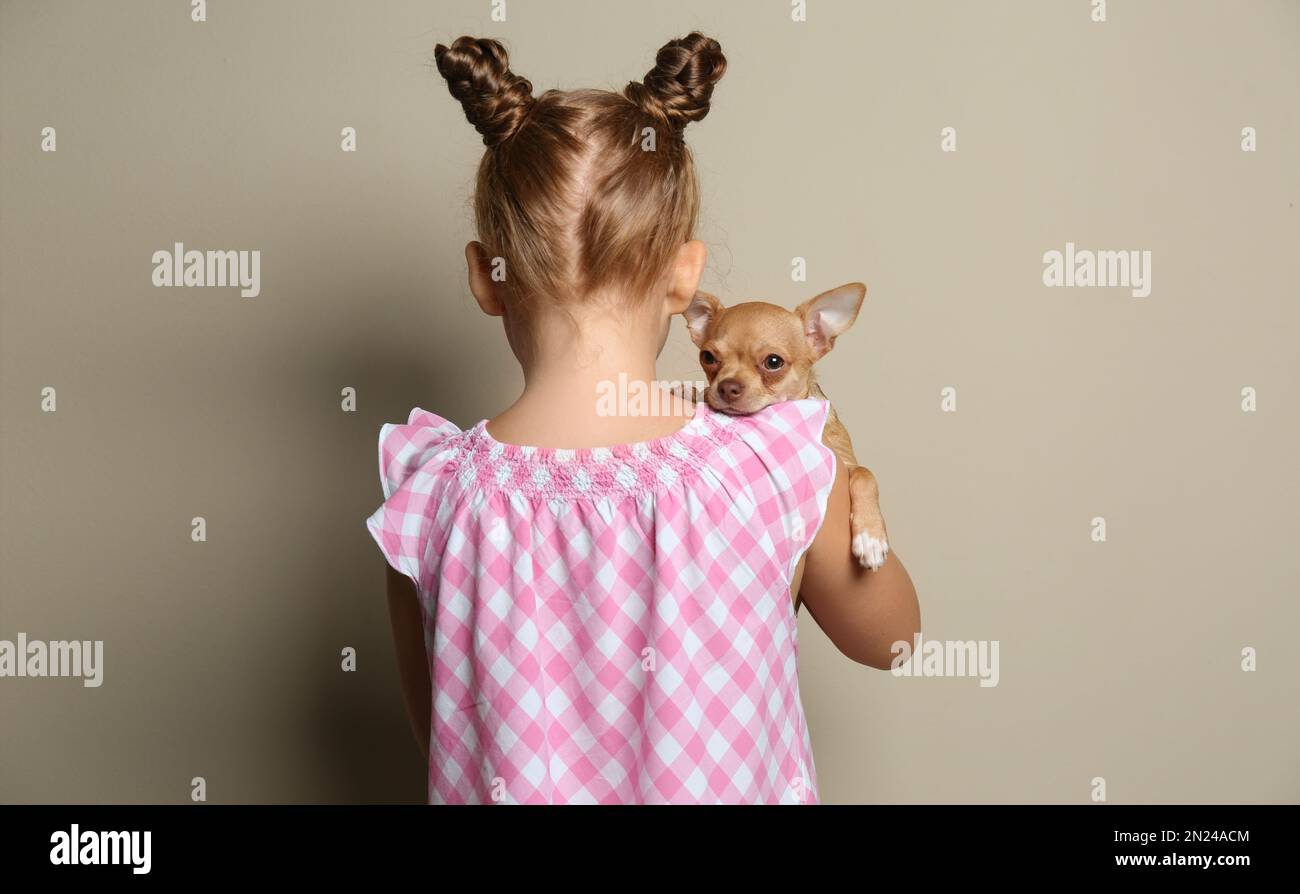 Little girl with her Chihuahua dog on grey background, back view ...