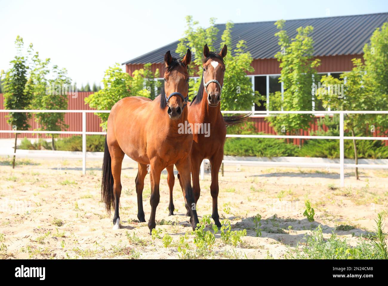 Bay horses in paddock hi-res stock photography and images - Alamy