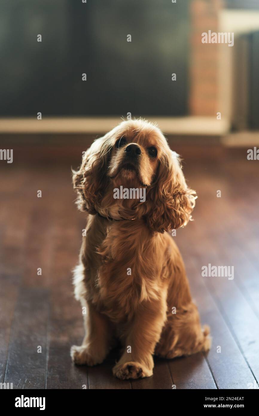 American Cocker Spaniel sitting on the floor Stock Photo - Alamy