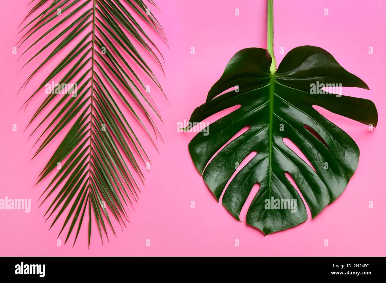 Beautiful monstera and palm leaves on pink background, flat lay ...