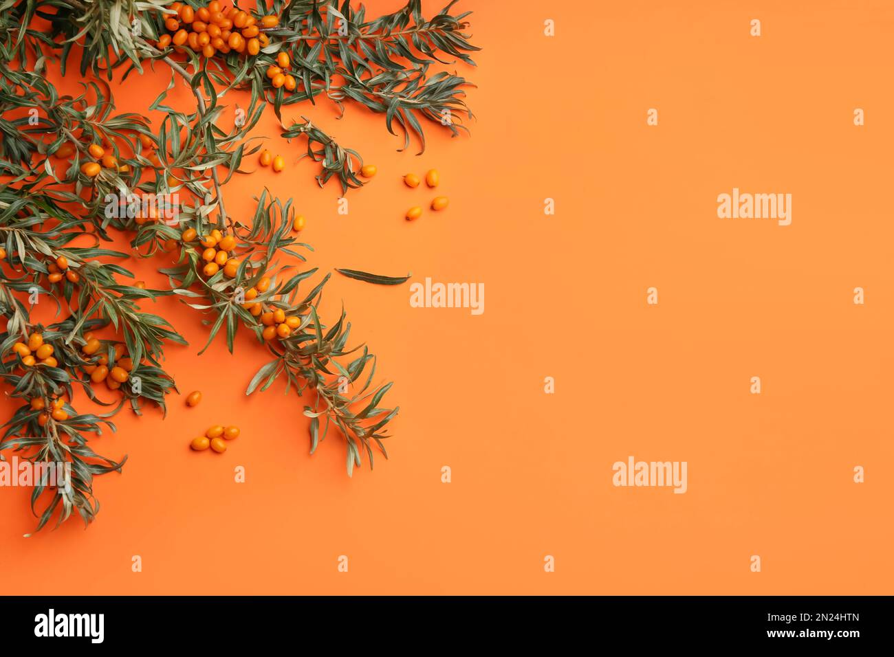 Branches of sea buckthorn on orange background, flat lay. Space for ...