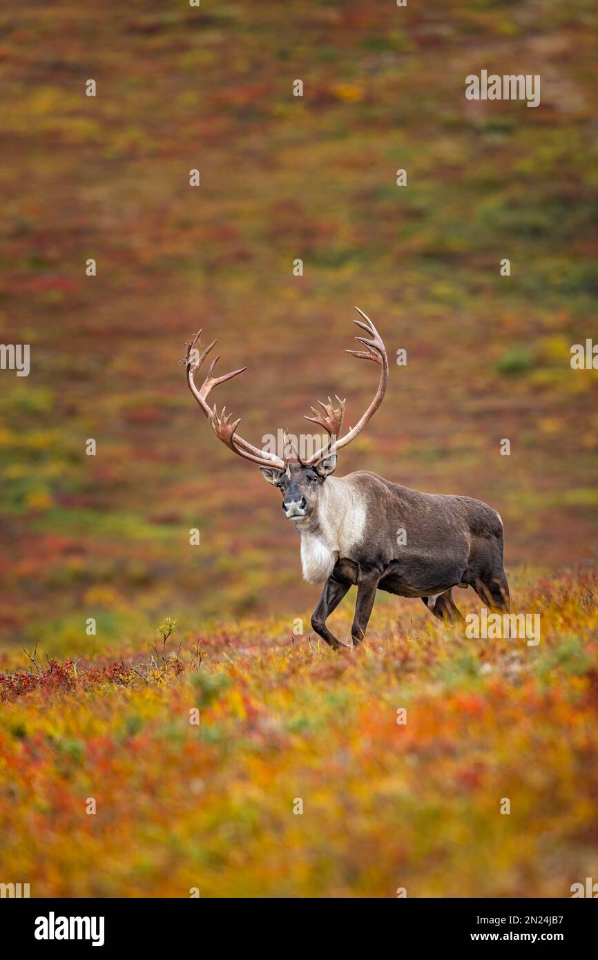 Alaska trophy caribou hi-res stock photography and images - Alamy