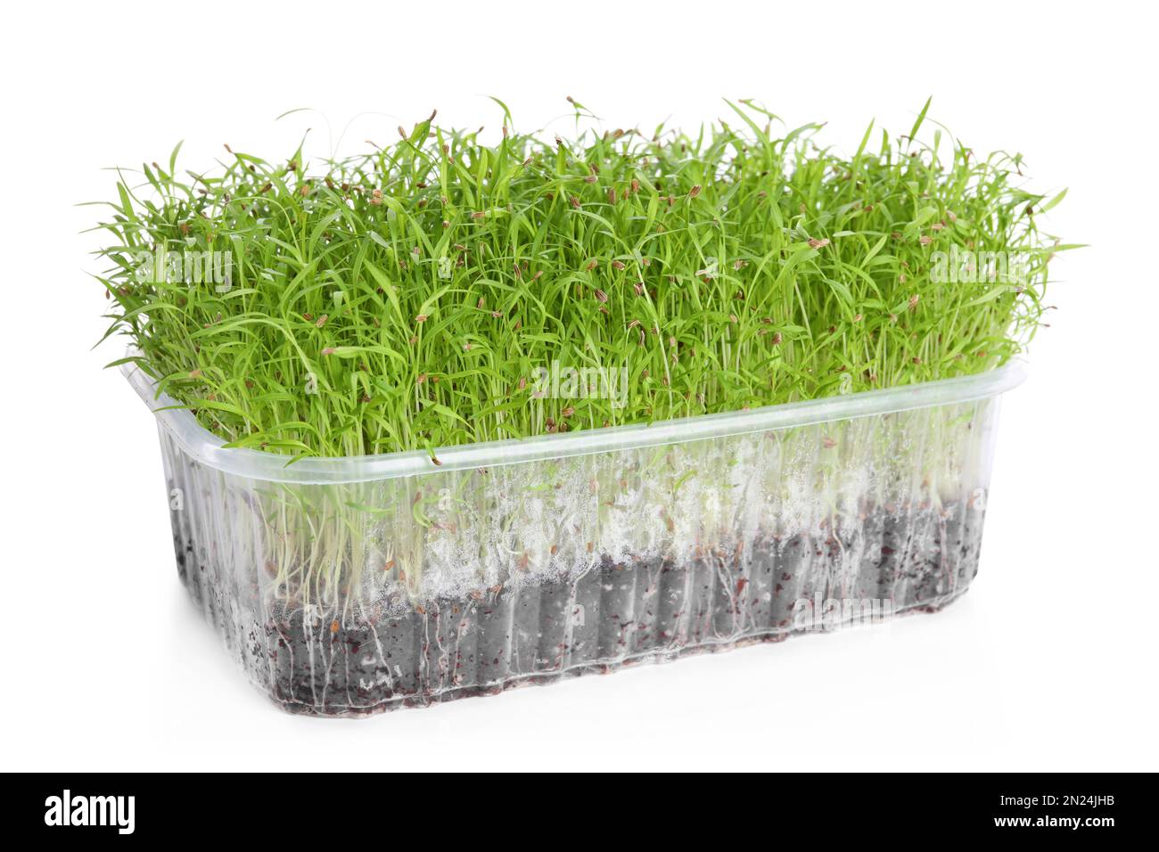 Fresh organic microgreens in plastic container on white background Stock Photo - Alamy