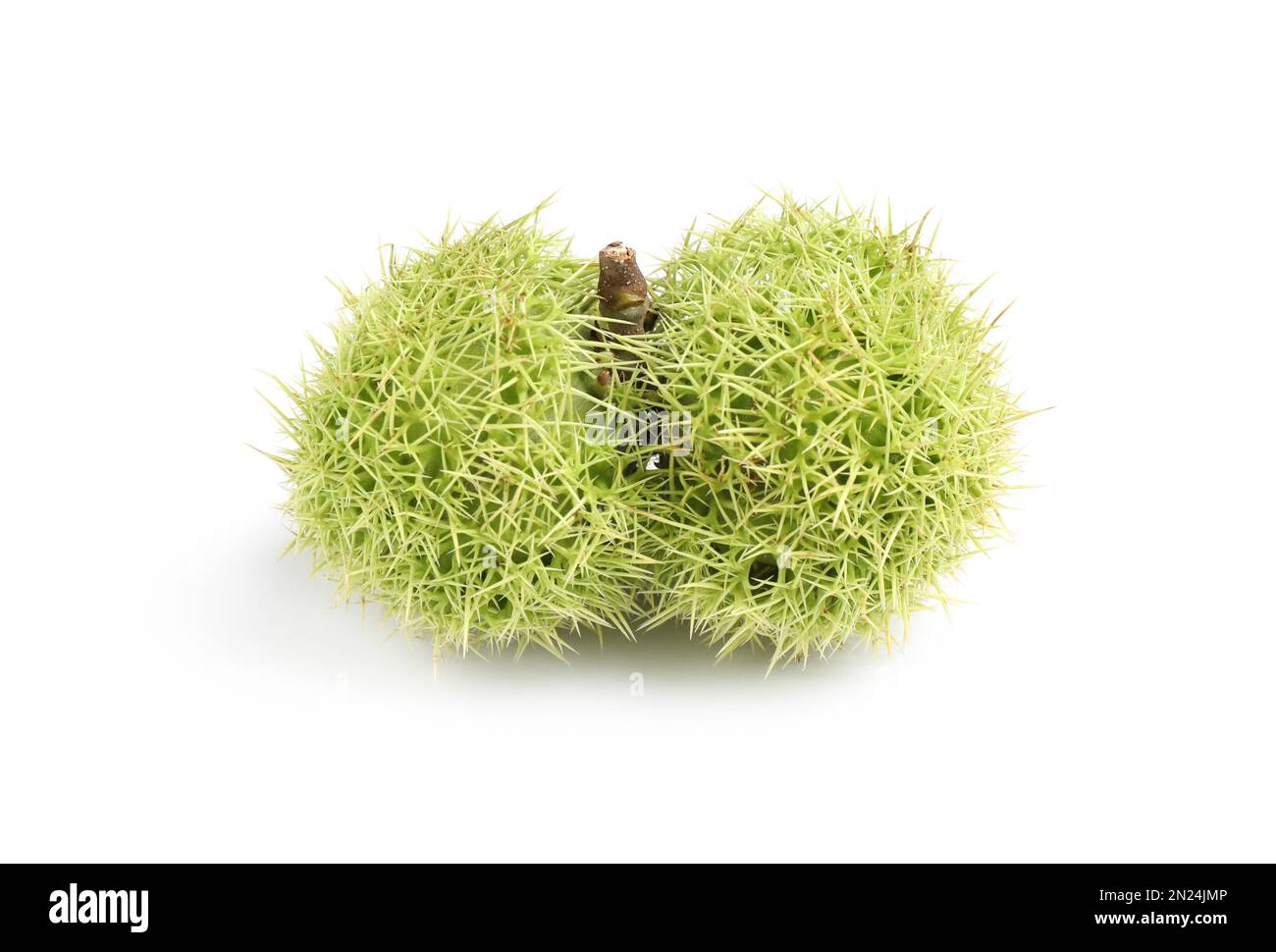 Fresh sweet edible chestnuts in green husk on white background Stock ...