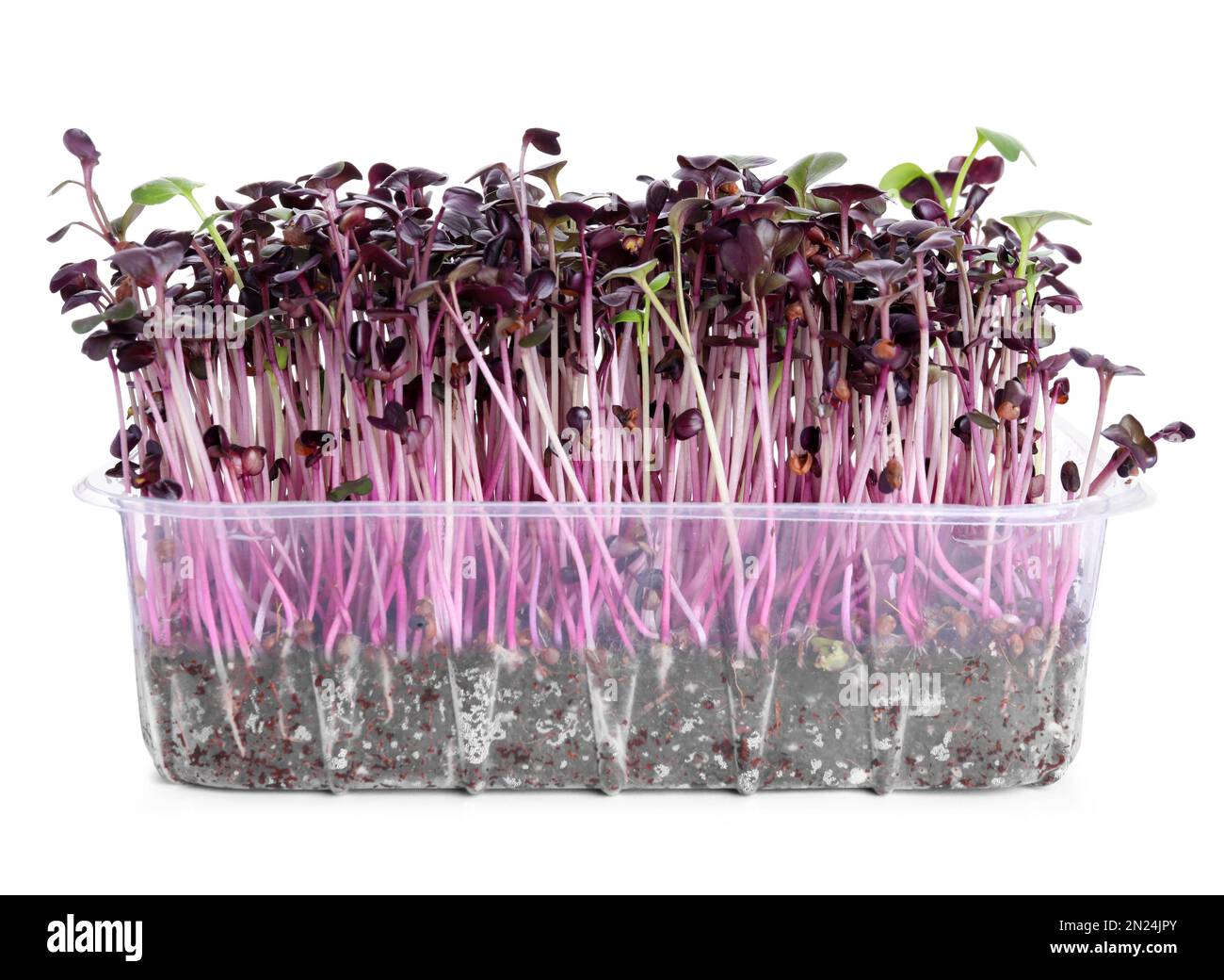 Fresh organic microgreens in plastic container on white background ...