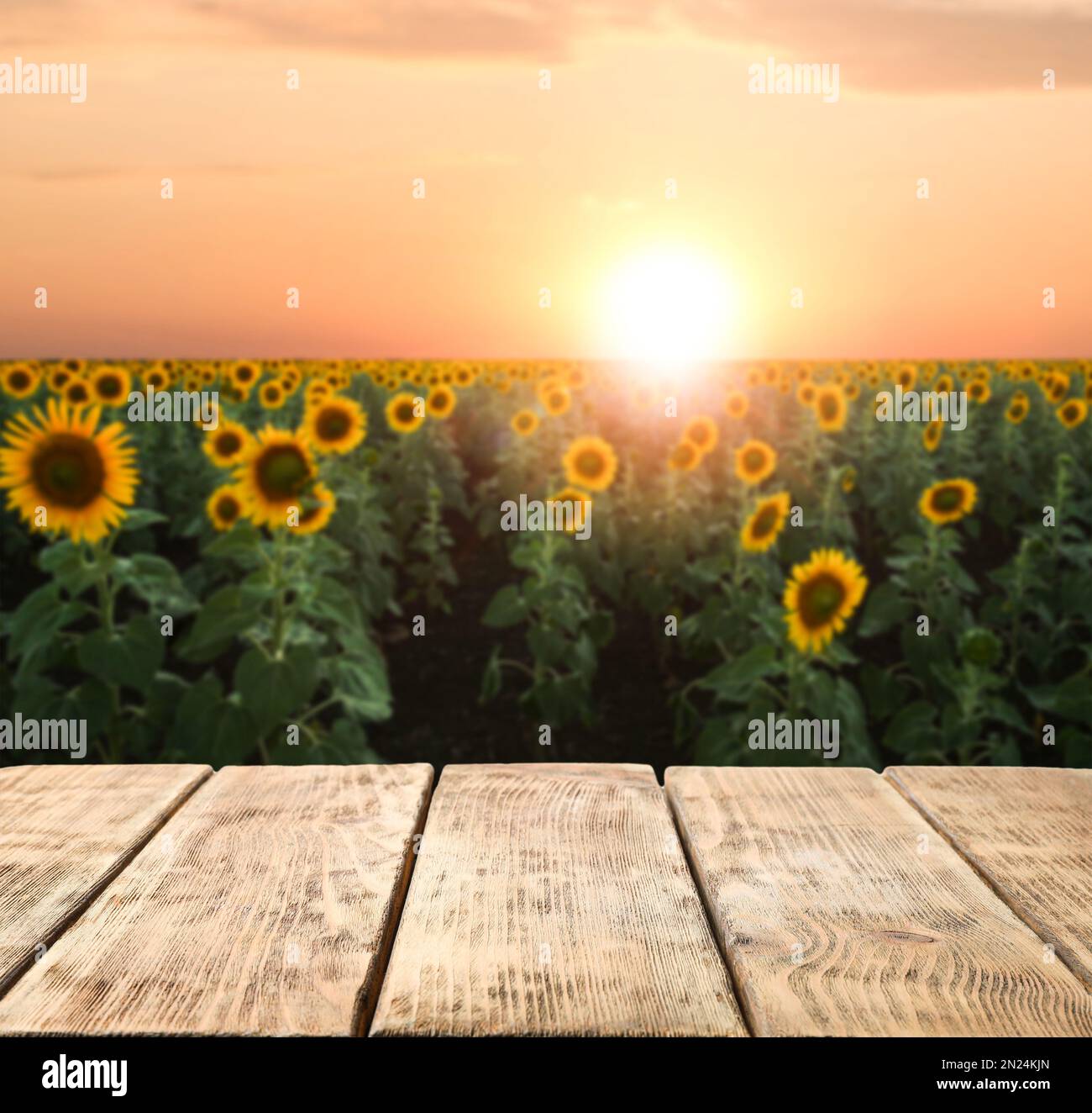 Empty wooden surface in sunflower field at sunset Stock Photo - Alamy