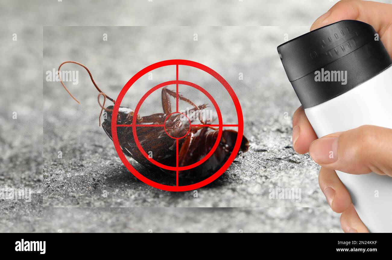 Pest control. Using household insecticide to kill cockroach at home ...